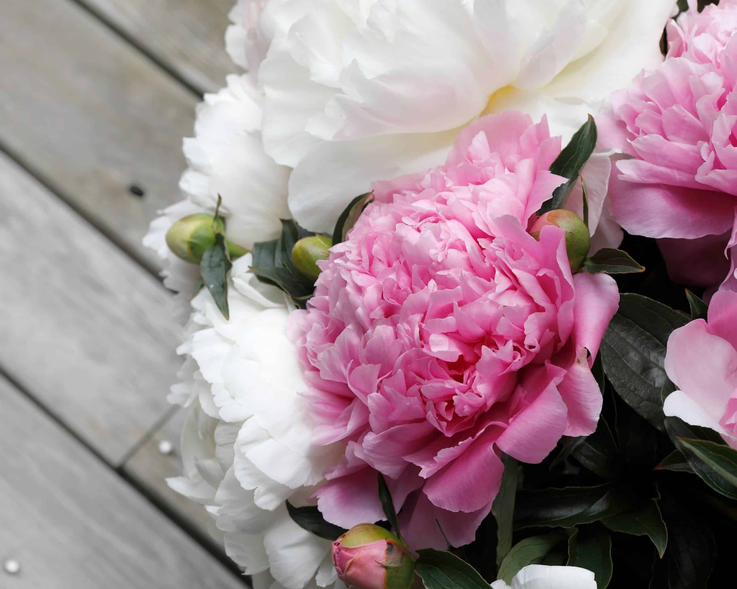 Gateforth Farm Peonies | Gateforth Farm Tasmania