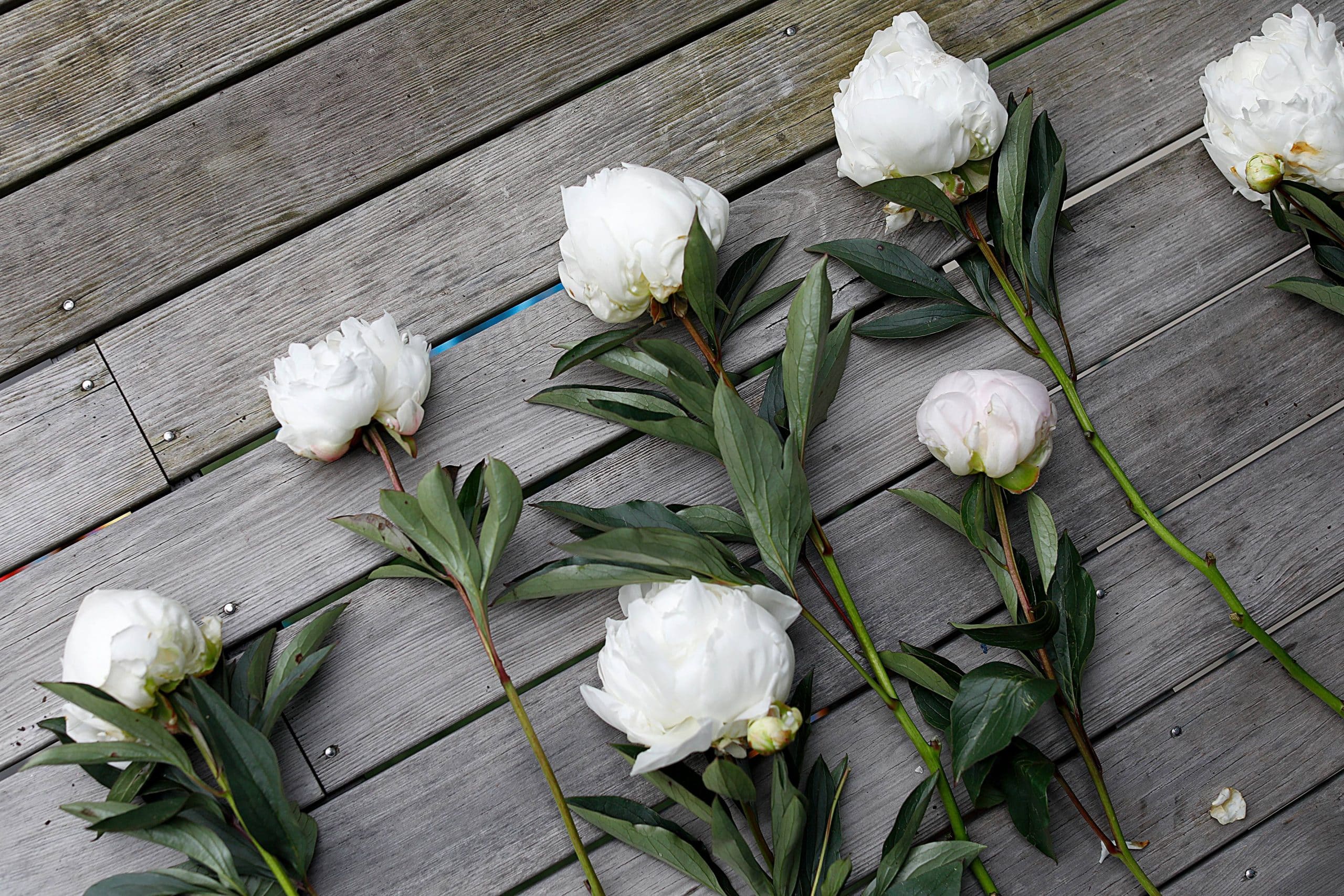 Gateforth Farm Peonies | Gateforth Farm Tasmania