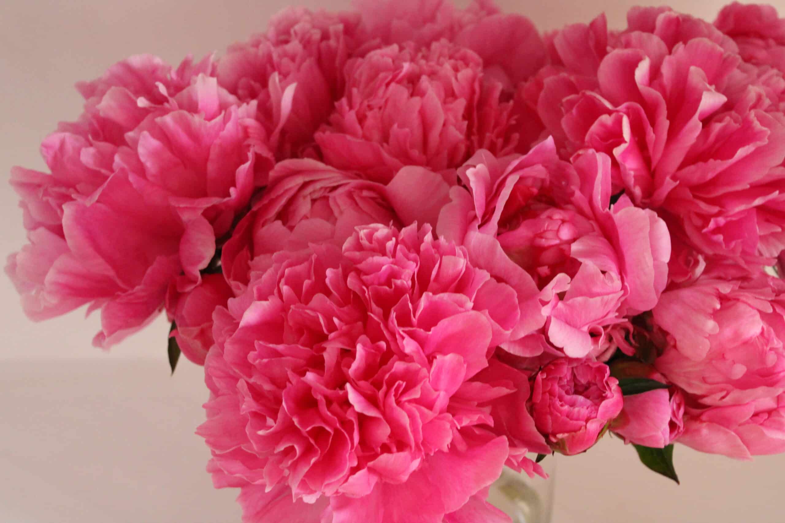 Dr Alex Flemming – Gateforth Peonies Tasmania