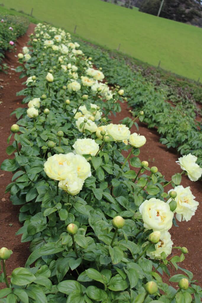 Lemon Chiffon – Gateforth Peonies Tasmania