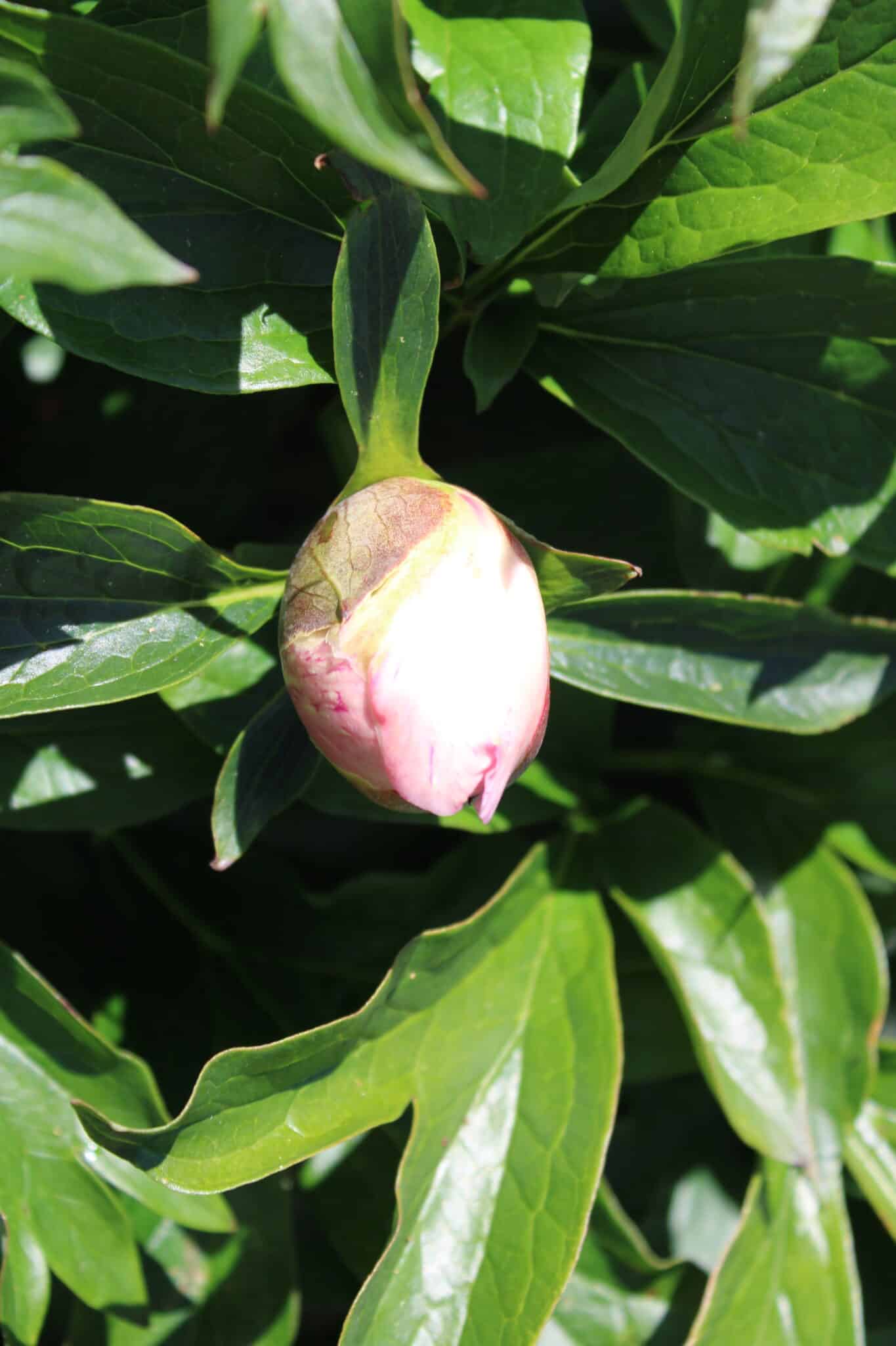 Oochigeas – Gateforth Peonies Tasmania