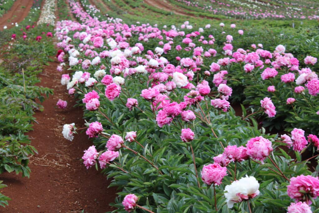 Sarah Bernhardt Sport – Gateforth Peonies Tasmania