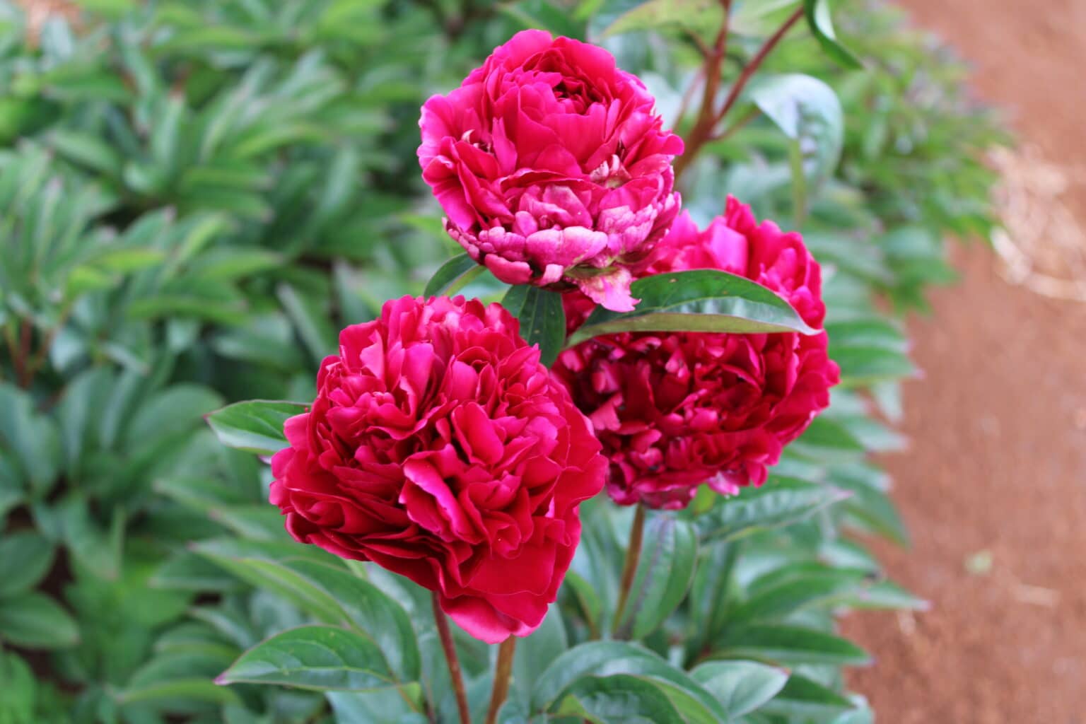 Red Magic – Gateforth Peonies Tasmania