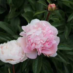 Pink Parfait – Gateforth Peonies Tasmania