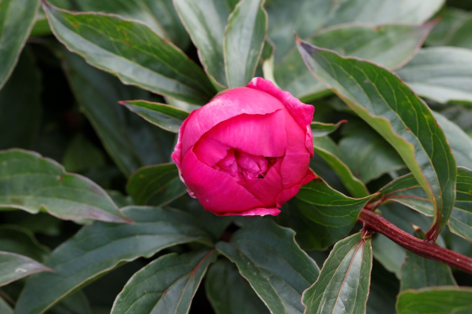 Spangle (Jin guang shan shuo) – Gateforth Peonies Tasmania
