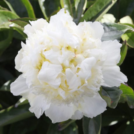 Shop | Gateforth Farm Tasmania