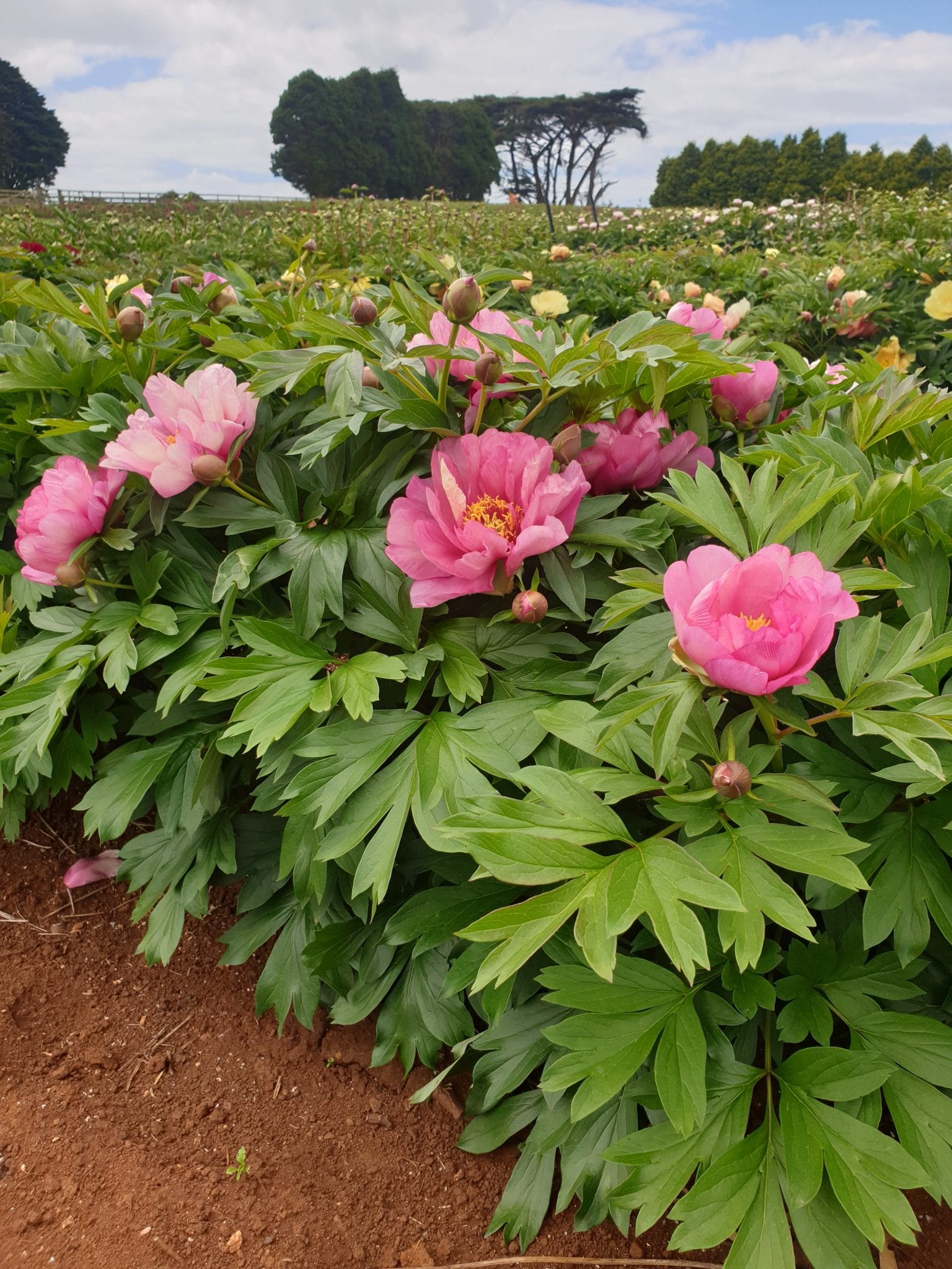 Pink Double Dandy – Gateforth Peonies Tasmania