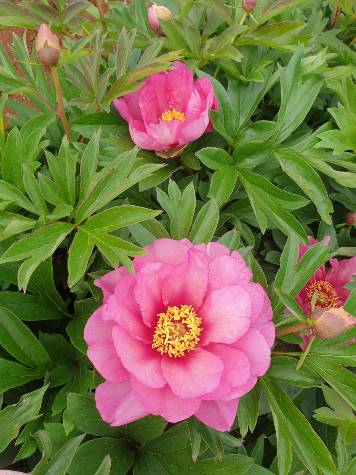 Pink Double Dandy – Gateforth Peonies Tasmania