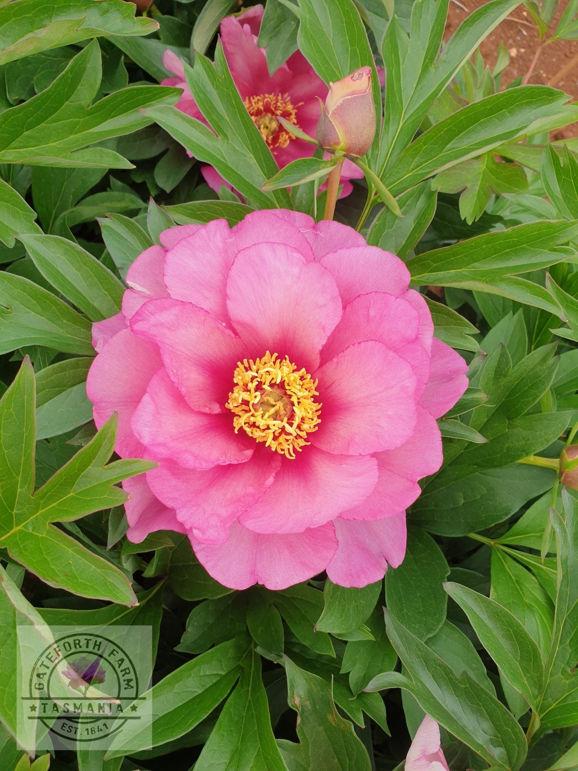 Pink Double Dandy – Gateforth Peonies Tasmania