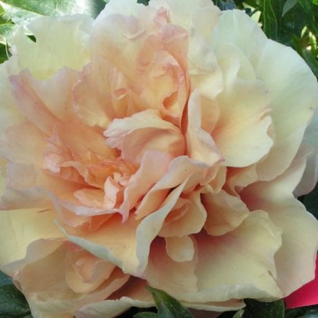 Oochigeas – Gateforth Peonies Tasmania