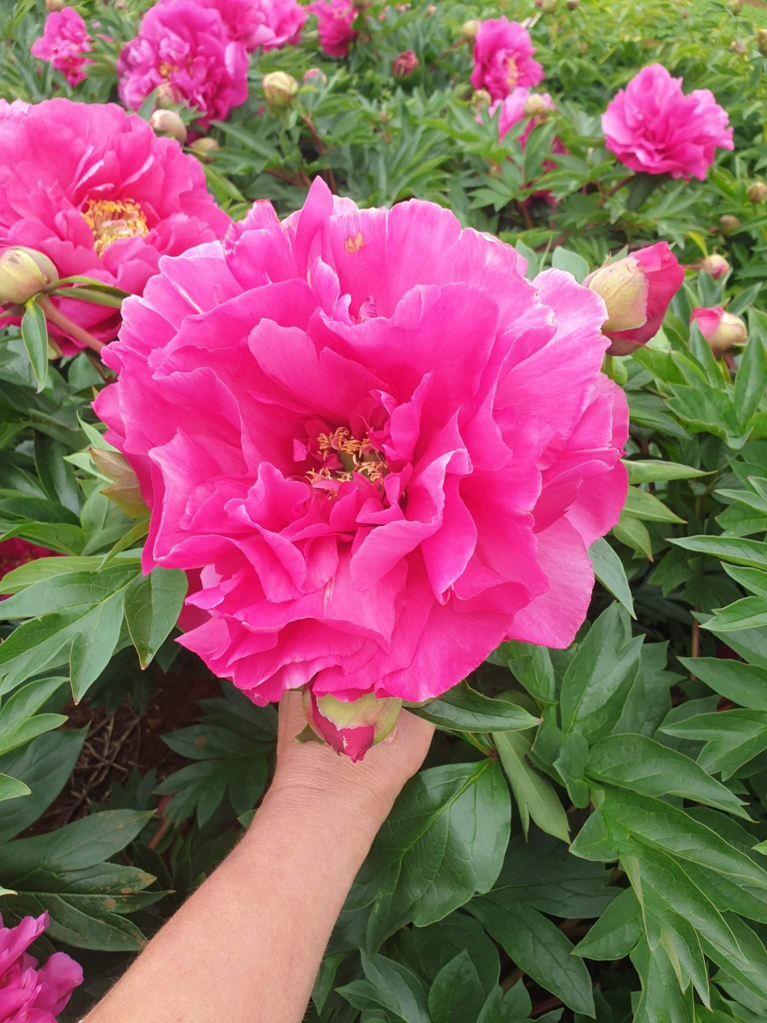 Shop – Gateforth Peonies Tasmania