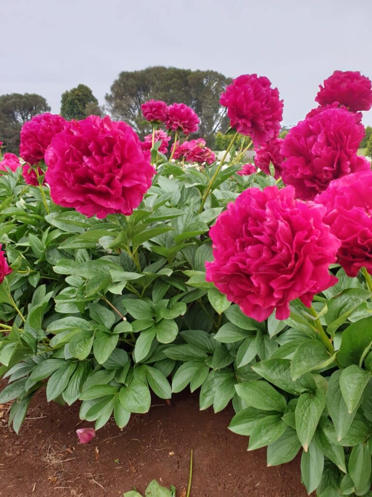 Old Faithful – Gateforth Peonies Tasmania