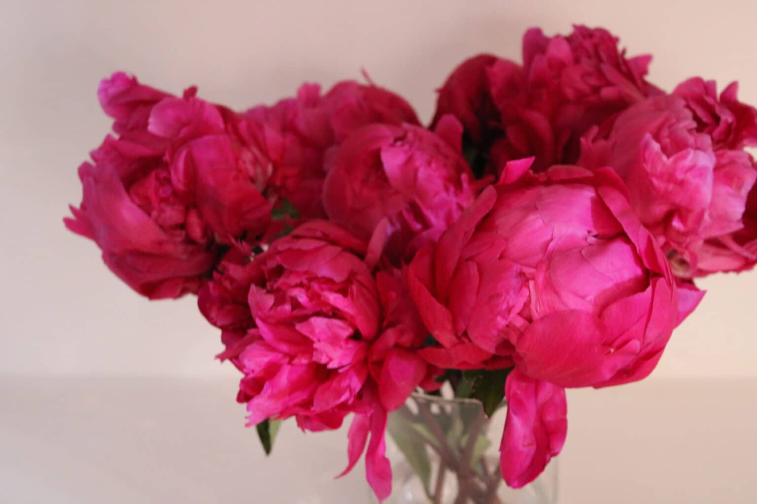 Red Sarah Bernhardt – Gateforth Peonies Tasmania
