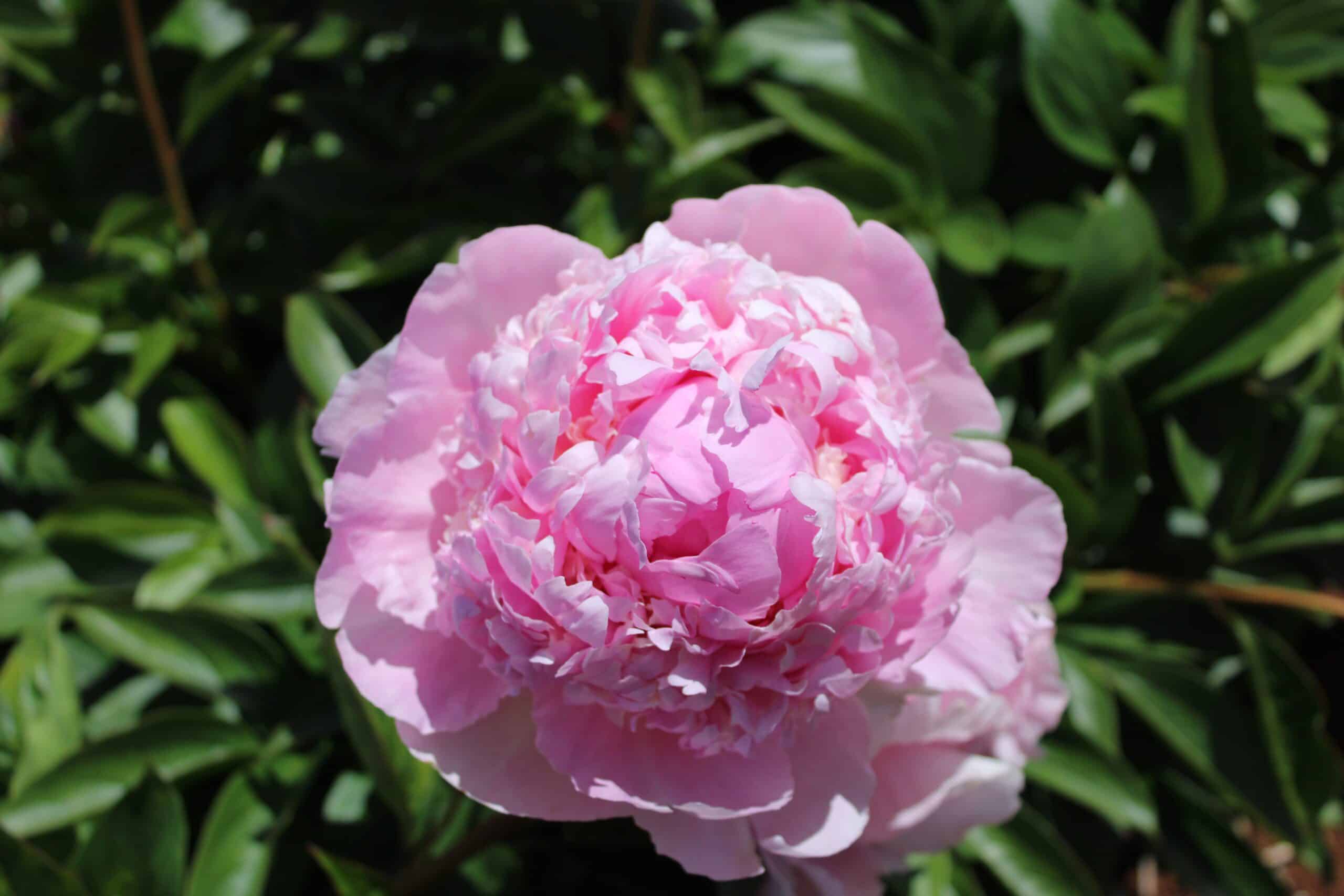 Angel Cheeks – Gateforth Peonies Tasmania