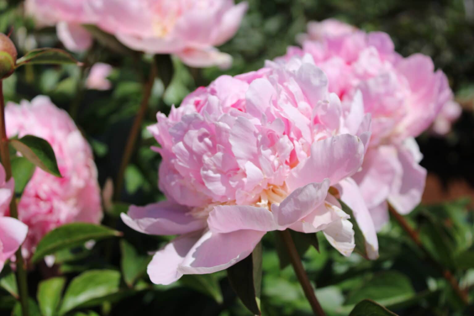 Angel Cheeks – Gateforth Peonies Tasmania