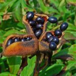 Gateforth Farm Peonies | Gateforth Farm Tasmania