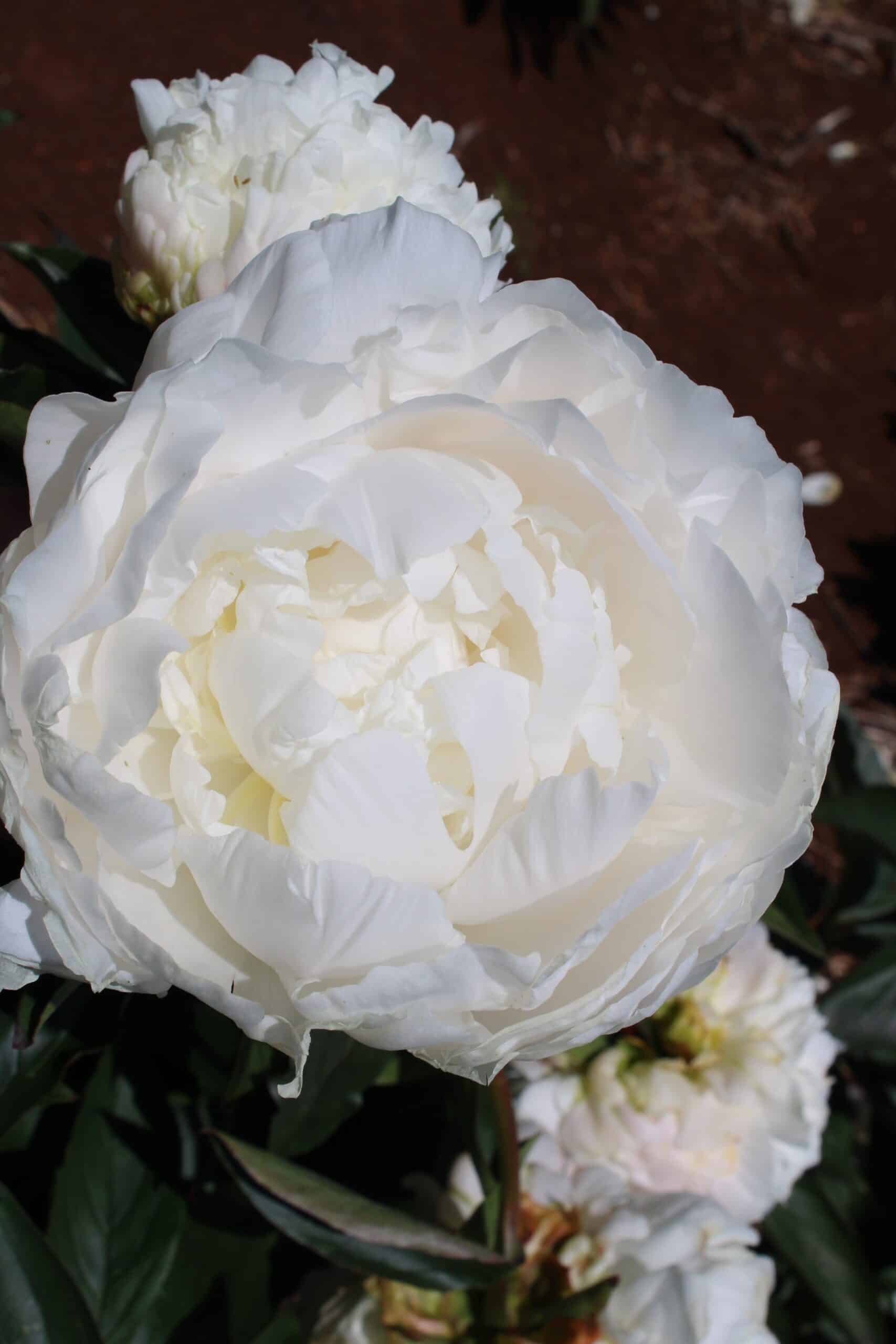 Gateforth Peonies Tasmania Peonies Herbaceous Itoh Peony Fertiliser