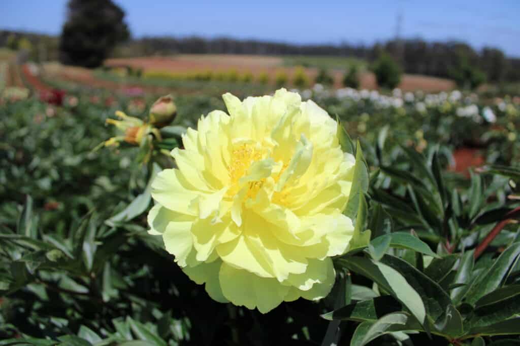 Yellow Dandy – Gateforth Peonies Tasmania