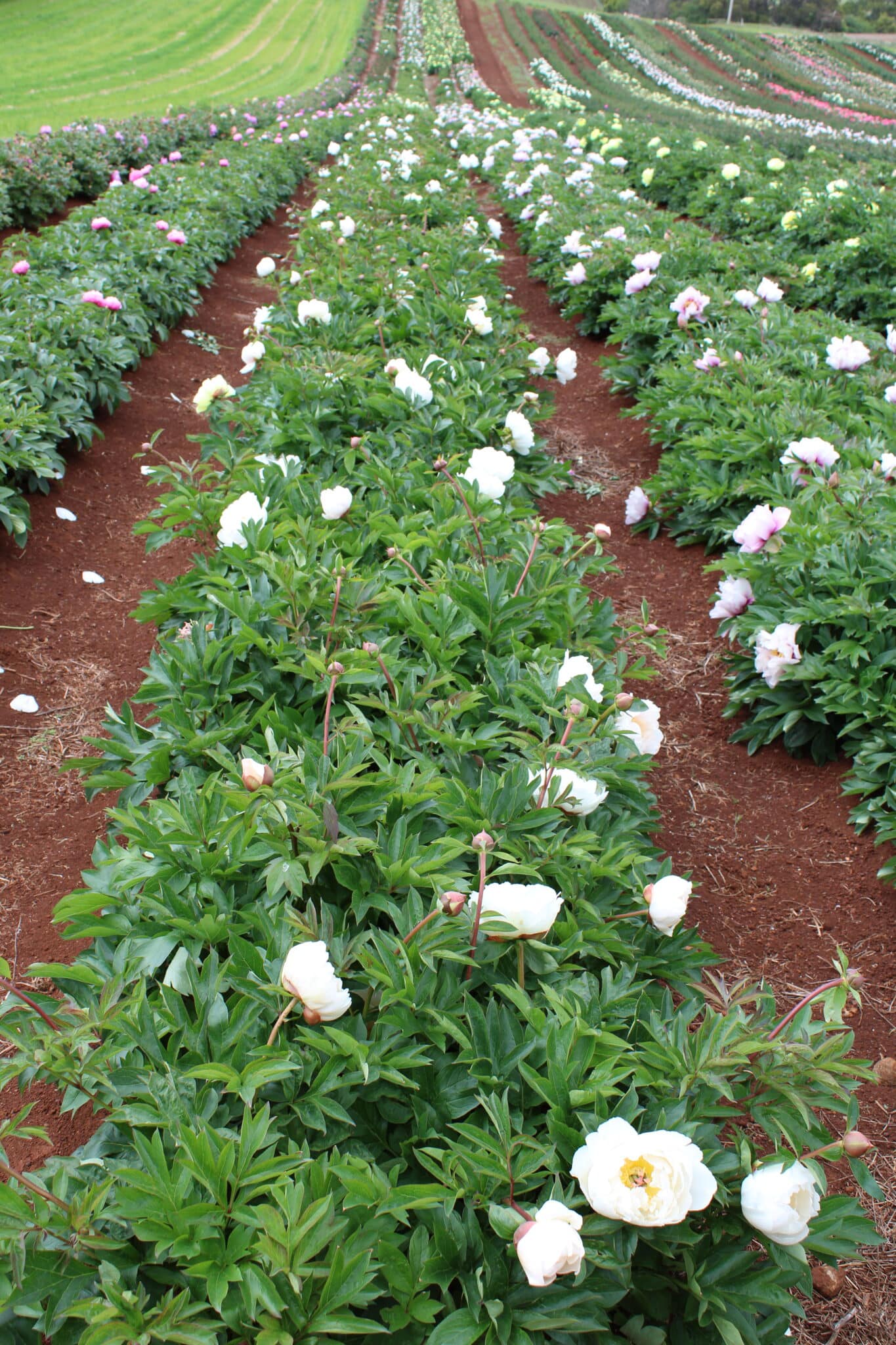 Love Affair – Gateforth Peonies Tasmania