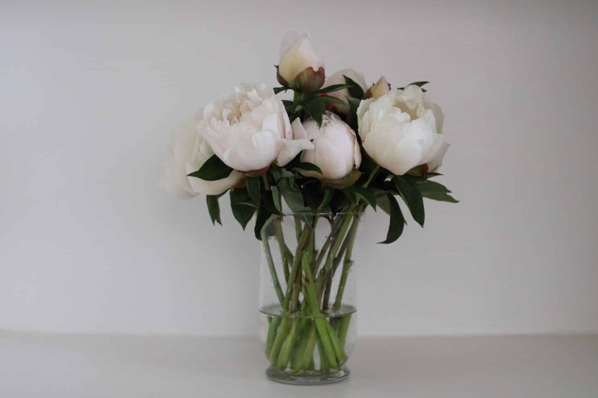 Love Affair – Gateforth Peonies Tasmania