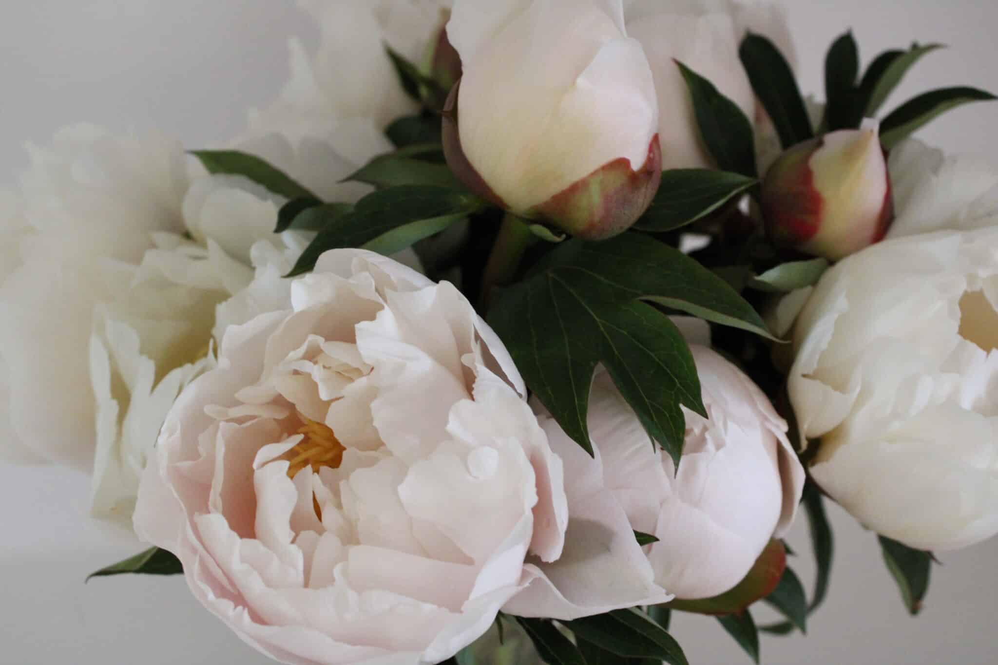 Love Affair – Gateforth Peonies Tasmania