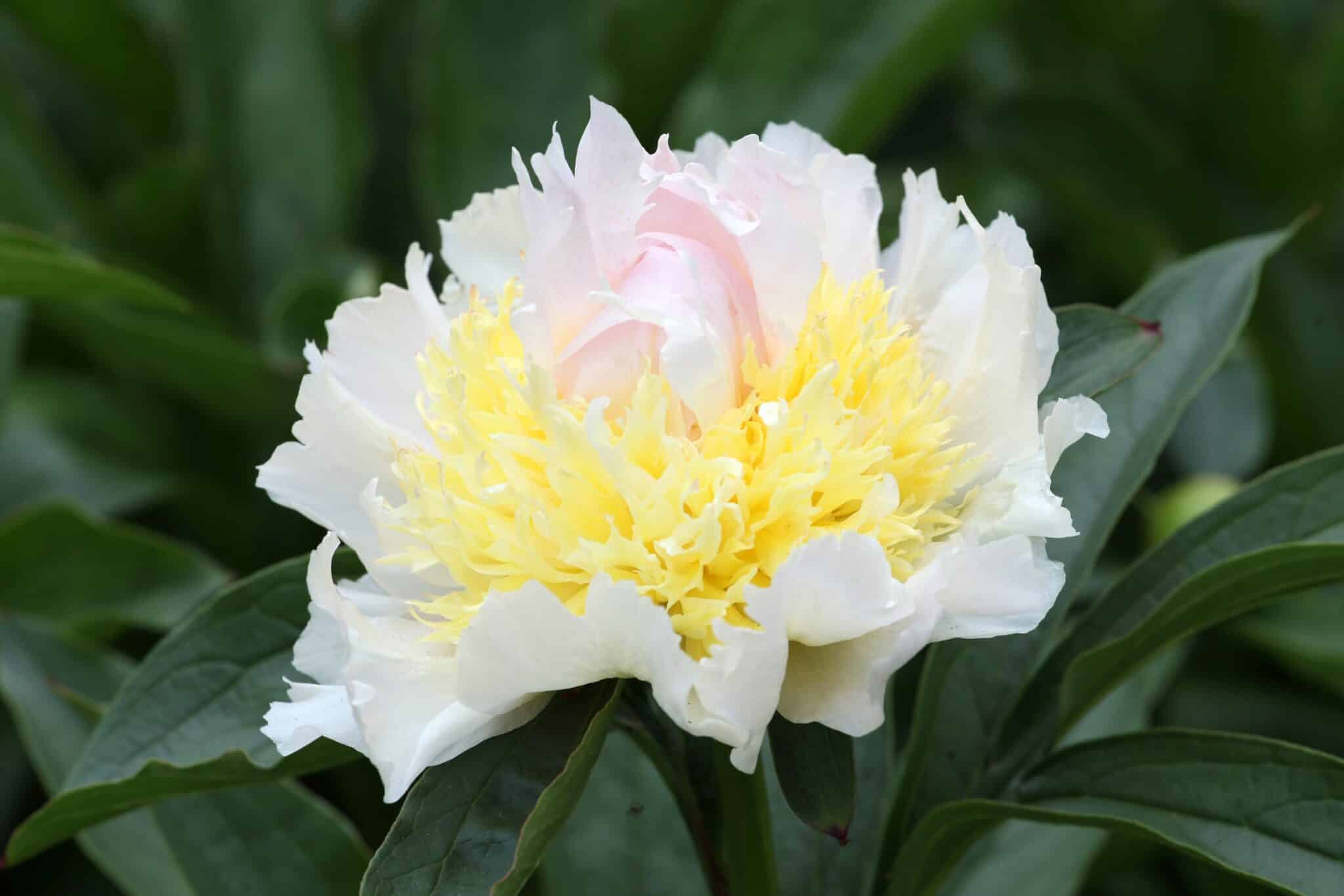 Top Brass – Gateforth Peonies Tasmania