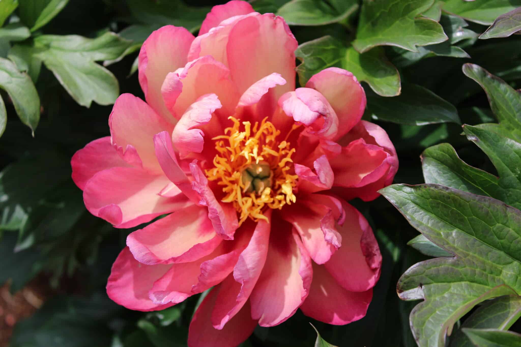 Lollipop – Gateforth Peonies Tasmania