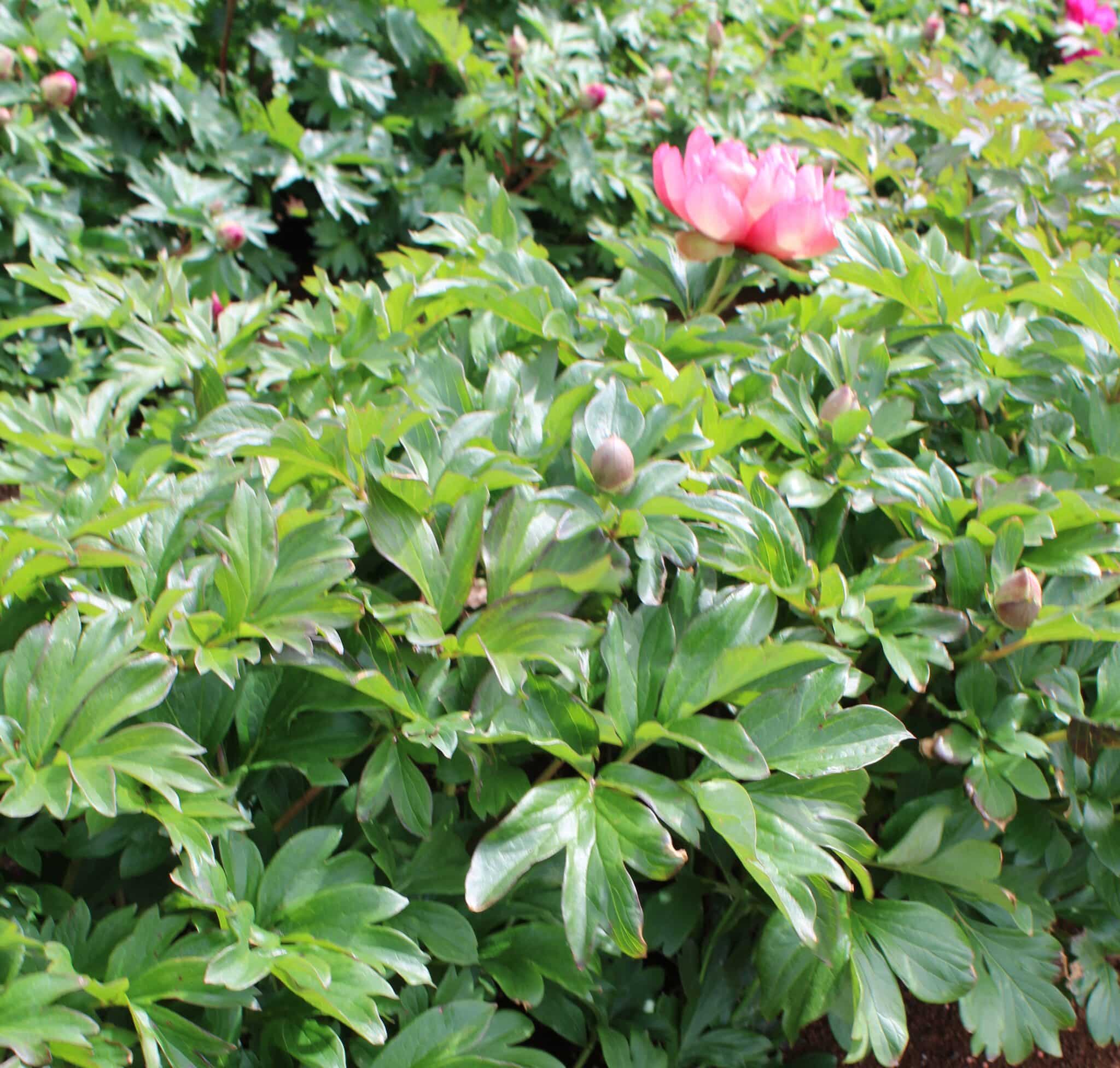 Lollipop – Gateforth Peonies Tasmania