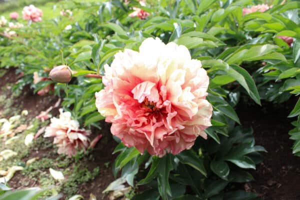 Danse de Feu (Dance with Fire) – Gateforth Peonies