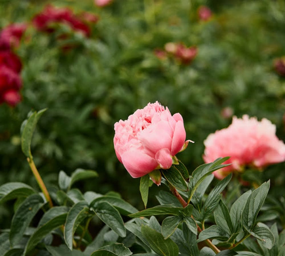 Peonies in the Paddock 2026 – Gateforth Peonies