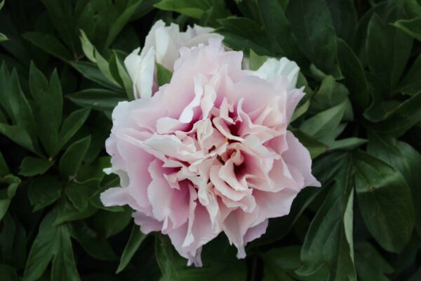 Cora Louise – Gateforth Peonies