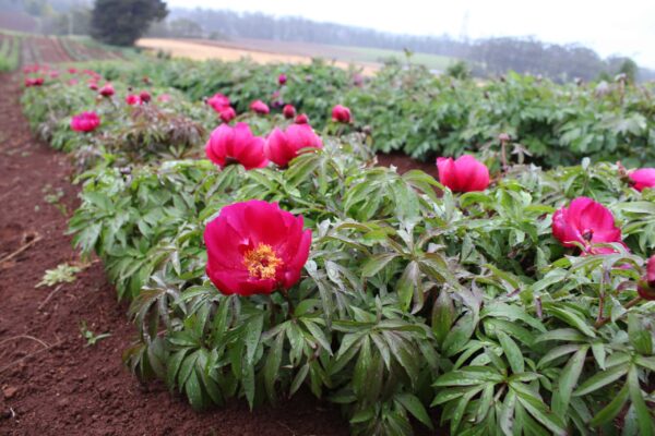 Early Scout – Gateforth Peonies