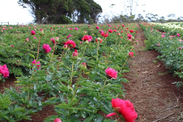 Command Performance – Gateforth Peonies