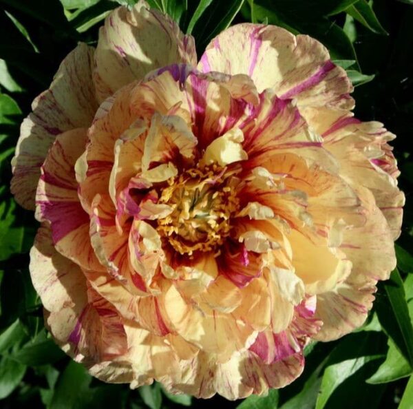 Lollipop – Gateforth Peonies